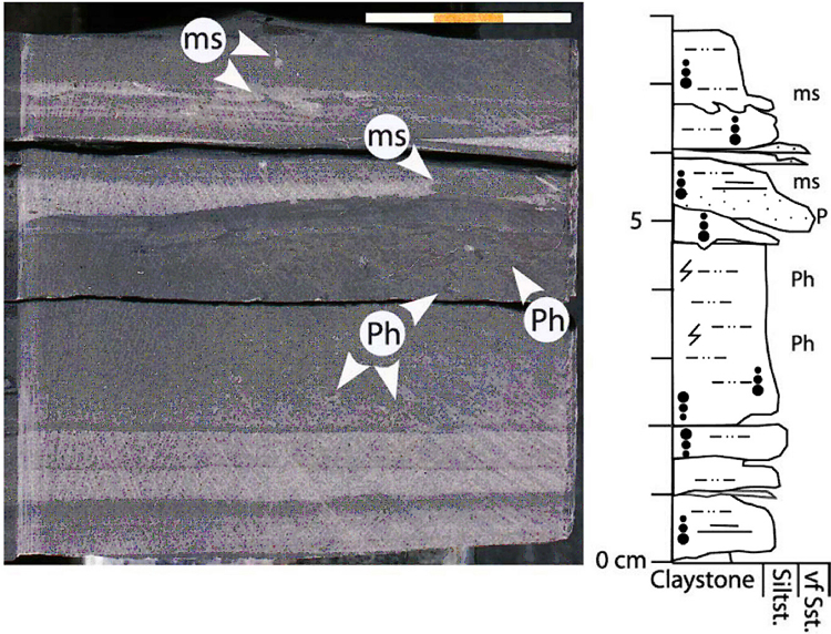 Figure 2. Core photo of prodelta facies of the Cretaceous Dunvegan ...