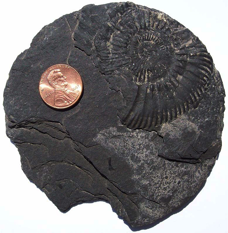 Preliminary Analytical Results: Haynesville Shale in Northern Panola ...